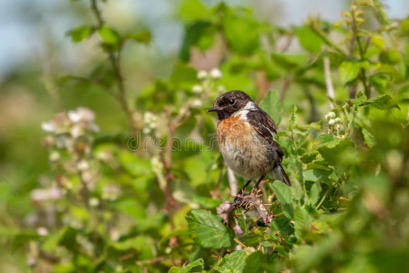 Male Stone Chat Bird in a Thorny Bush Stock Photo - Image of stone ...
