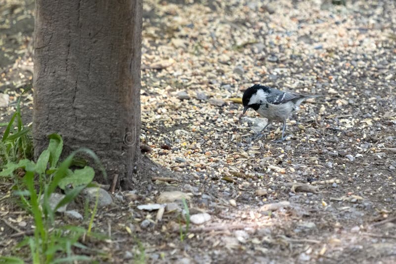 Coal Tit eating bird seed stock image. Image of feather - 182153929