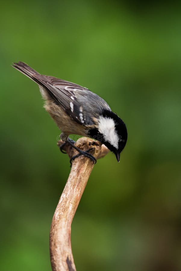 Birds - Coal Tit, Cole Tit, Periparus Ater Stock Image - Image of ...
