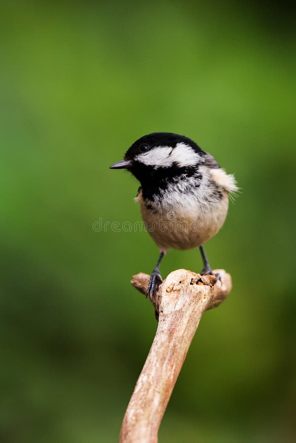 Birds - Coal Tit, Cole Tit, Periparus Ater Stock Image - Image of park ...