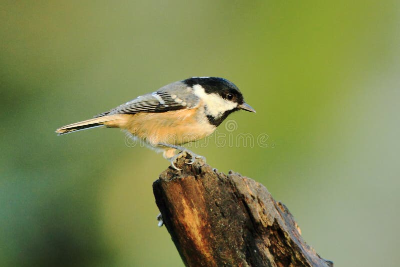 Coal Tit (periparus ater) stock image. Image of coal - 27445689