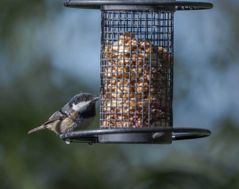 Coal tit, Periparus ater stock image. Image of ater - 255156175
