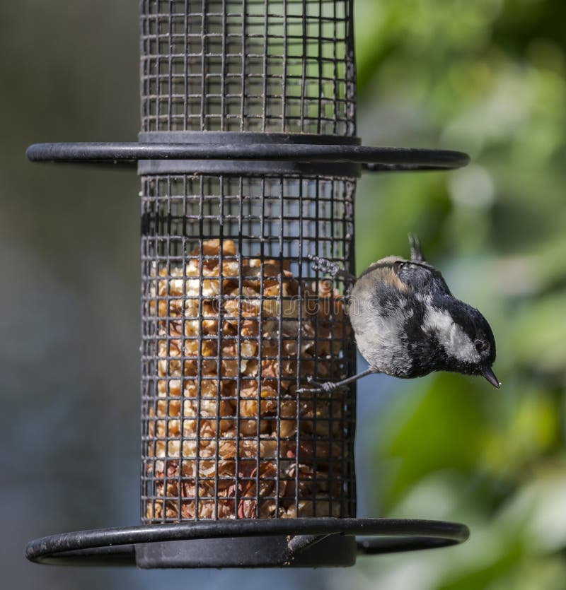 Coal tit, Periparus ater, stock photo. Image of face - 255650160