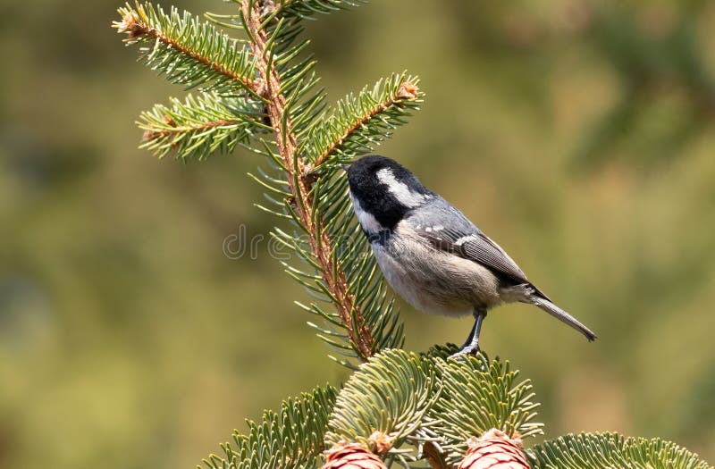 Coal Tit, Periparus Ater. a Bird Looking for Prey in the Branches of a ...