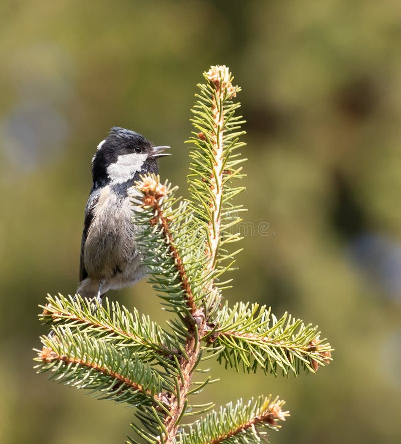Coal Tit, Periparus Ater. a Bird Sings Sitting on a Spruce Branch on a ...