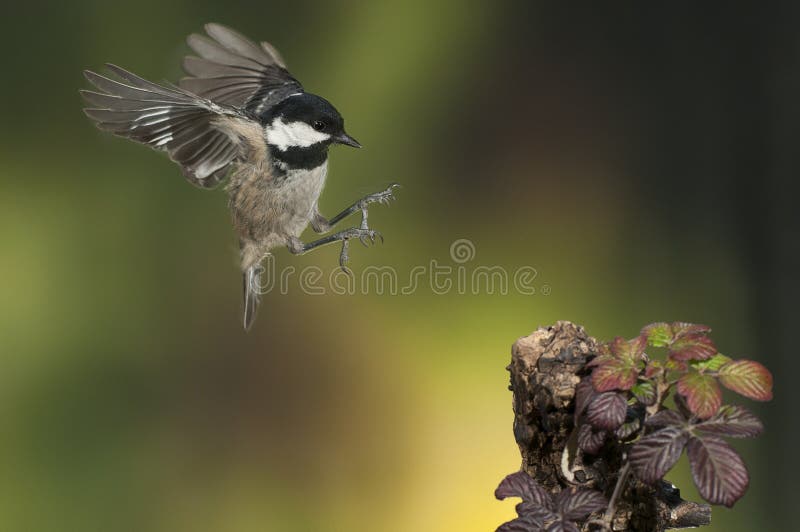 Coal tit Periparus ater stock photo. Image of naturaleza - 139387126