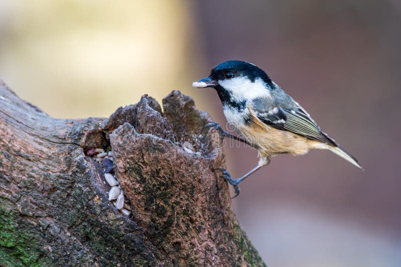 Coal tit Periparus ater stock photo. Image of ornithology - 140791546