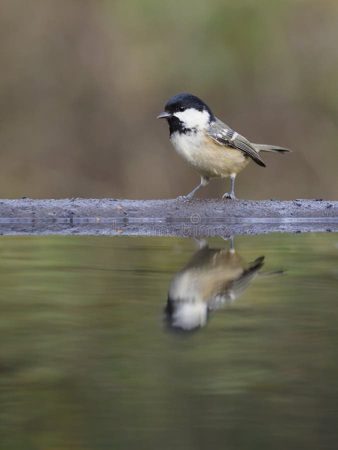 Coal tit, Periparus ater stock photo. Image of bird - 129949266