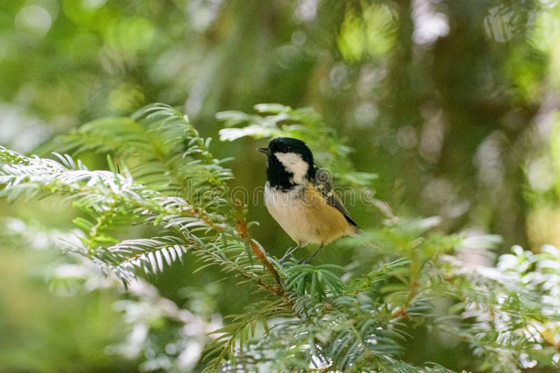 Coal Tit, Periparus Ater Perched on a Tree Branch Stock Image - Image ...