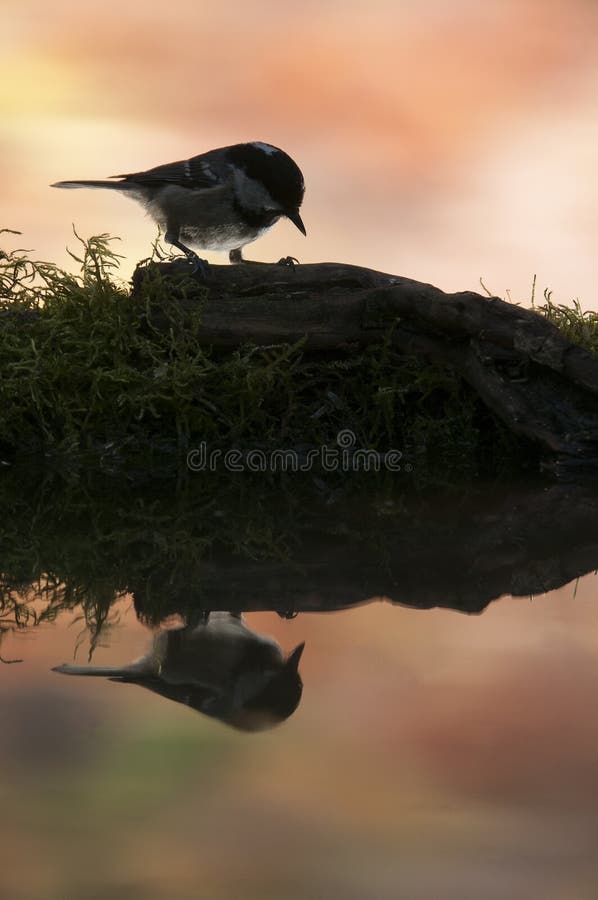 Coal Tit Periparus Ater, Reflection Stock Photo - Image of ornithology, feather: 139387154