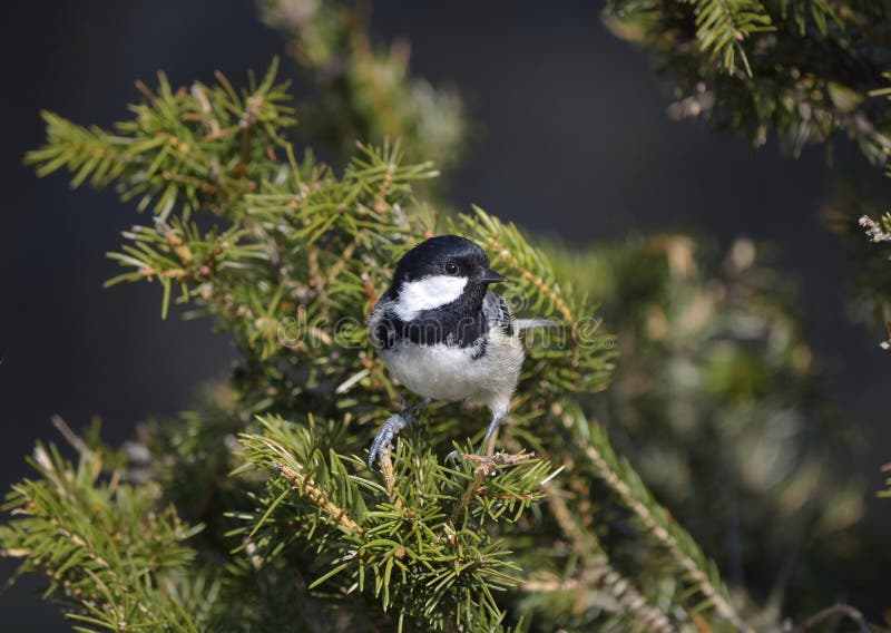 Coal tit (Periparus ater) stock image. Image of face - 39057881