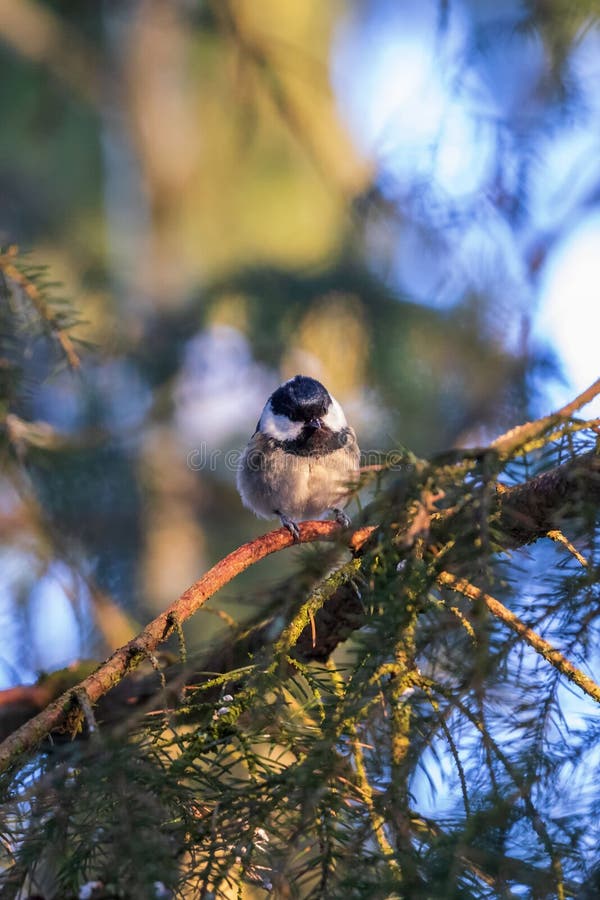 Coal Tit on Tree Branch in the Coniferous Forest Stock Image - Image of ...