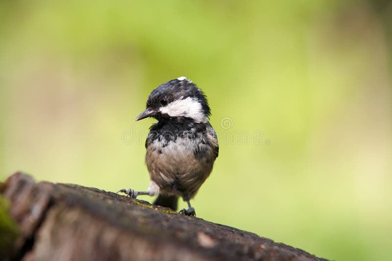 Coal tit on a tree stump stock photo. Image of songster - 229598952