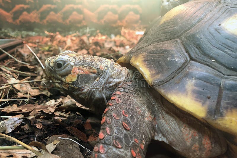 Coal Turtle or Red-footed Turtle Chelonoidis Carbonaria - Type of Land ...