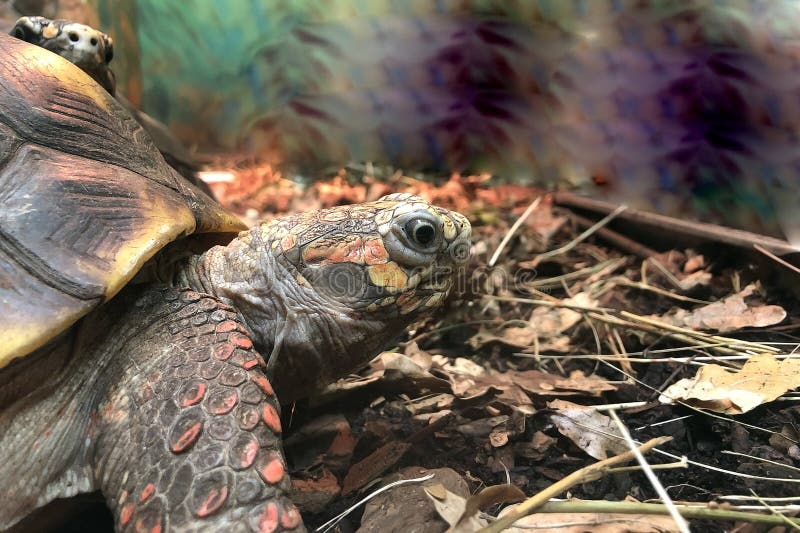 Coal Turtle or Red-footed Turtle Chelonoidis Carbonaria - Type of Land ...