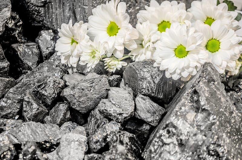 Coal Stone Red Roses Daisies Mining Stock Image - Image of miner ...