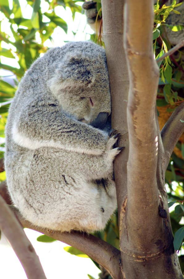 Coala foto de stock. Imagem de folhas, patas, floresta - 39689544