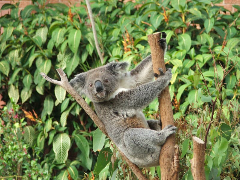 Coala stock photo. Image of mammal, leaves, bear, koala - 989174