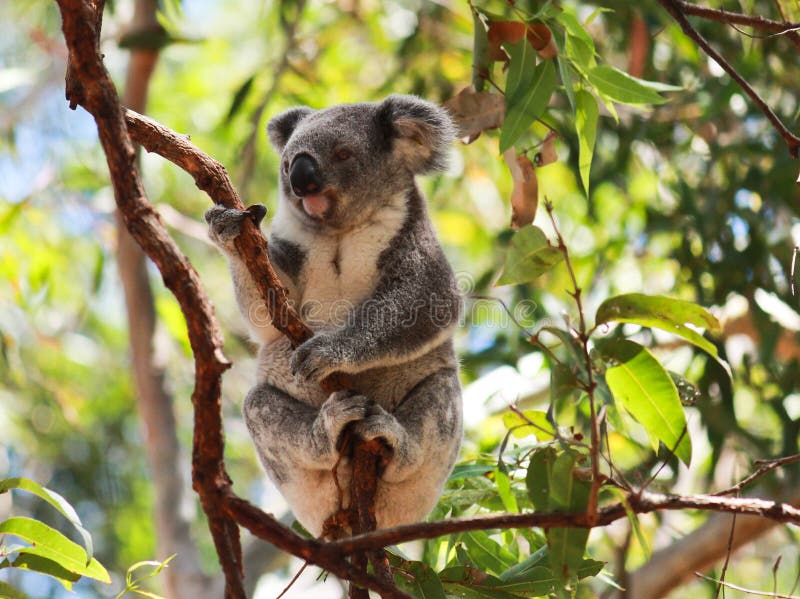 O Koala Em Filiais Do Eucalipto. Foto de Stock - Imagem de vida ...
