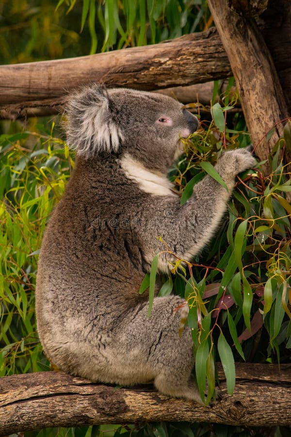 Coala Comendo Folhas De Eucalipto Imagem de Stock - Imagem de wildlife ...