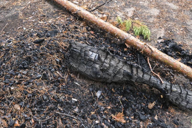 Coals after Fire in the Forest. Charred Tree Trunks in a Coniferous ...