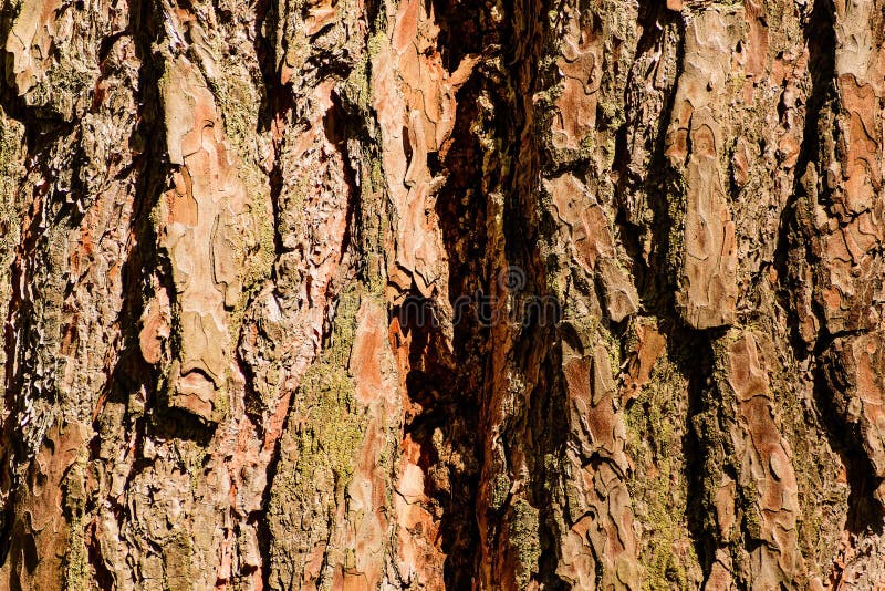 Coarse Bark of Pine with a Vertical Crack Stock Image - Image of ...