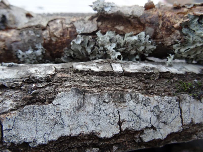 Coarse Bark and Trunk of White Birch As Interesting Texture Stock Photo ...