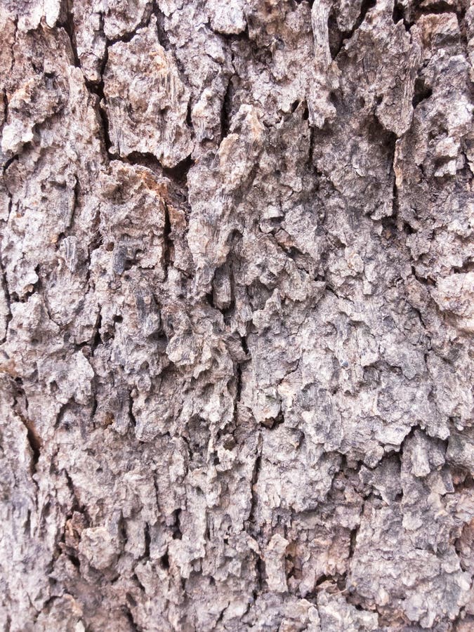 Coarse Brown Bark, Rough Surface Stock Photo - Image of usern, macro ...