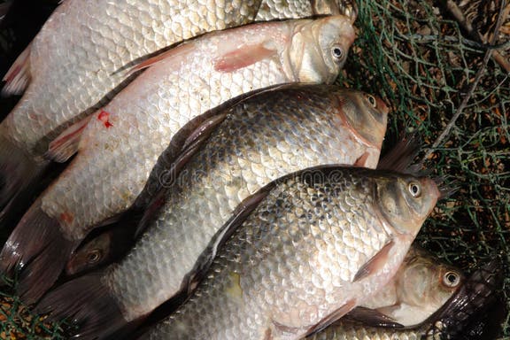 Coarse fish stock photo. Image of fishes, carp, catch - 21331012