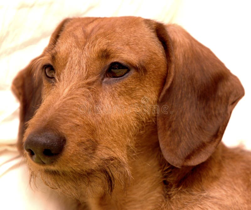 Pointer dog stock photo. Image of gaze, curious, friend - 13272394