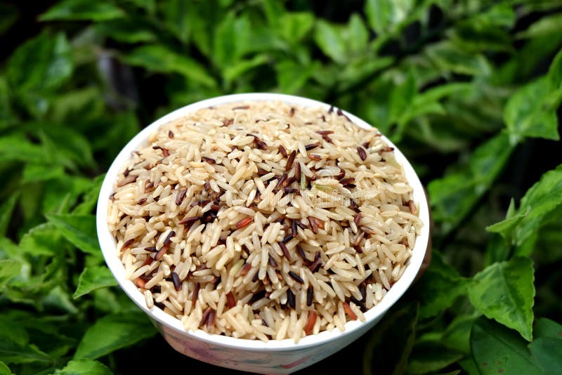 Coarse rice grain stock image. Image of culture, rough - 33546145