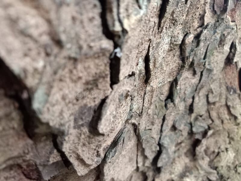 Coarse Texture of an Old Tree Bark Stock Photo - Image of nature, wood ...