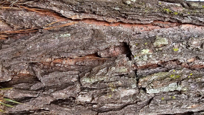 Coarse Texture of Tree Bark Stock Photo - Image of building, plant ...