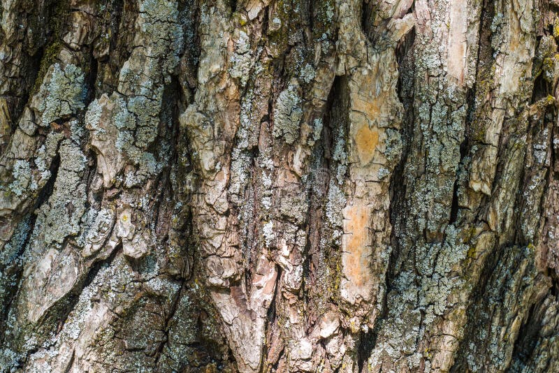 Coarse Tree Bark Covered with Moss Stock Photo - Image of aging ...