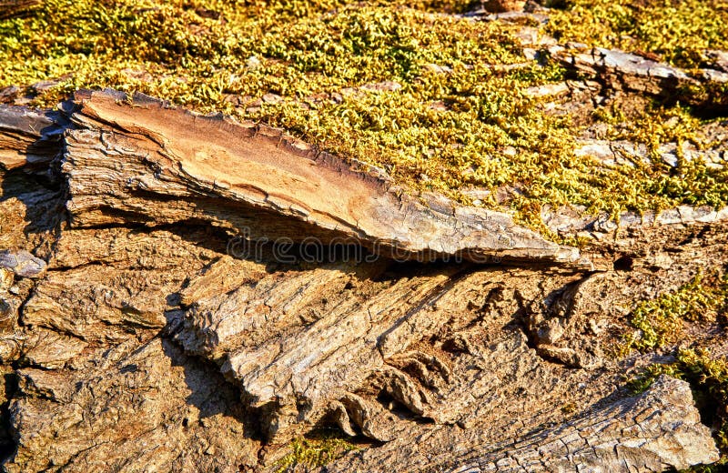 Coarse Tree Bark Texture Overgrown with Green Moss As a Background ...