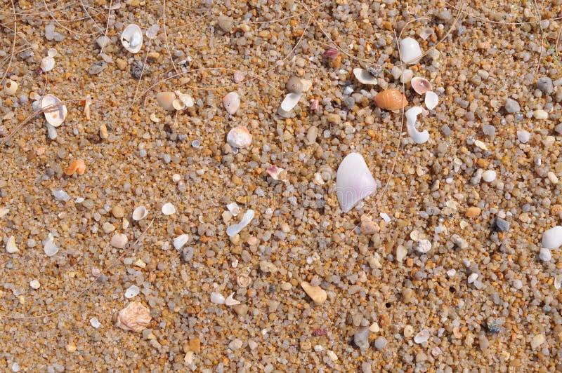 Small Shells of Mollusks Thrown from the Sea Water on the Beach Sand ...
