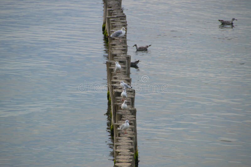 Rest of Birds on Wave Breakers... Stock Photo - Image of rock, mortal ...