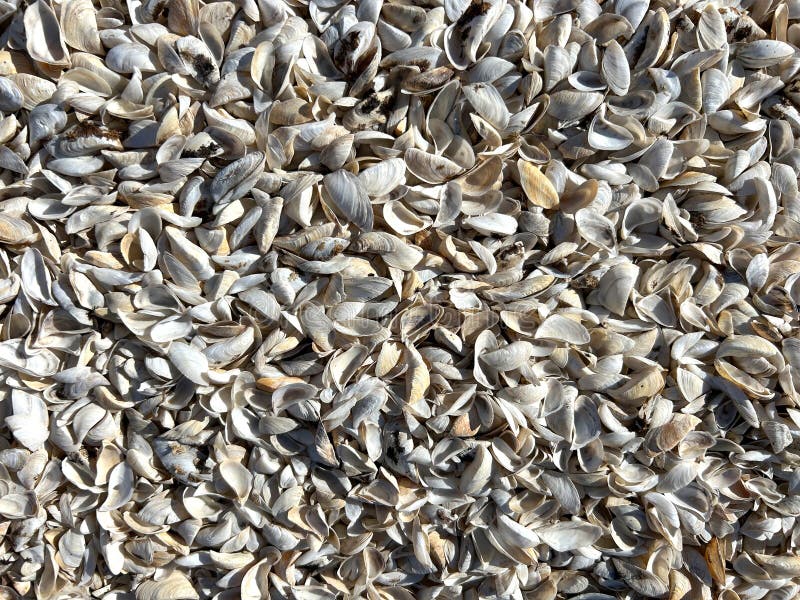 Coast Bay Greece Covered Shells Stock Photos - Free & Royalty-Free ...