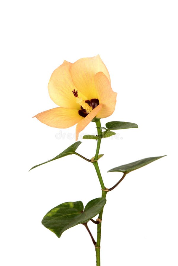 Hibiscus Tiliaceus Blooms, Sea Hibiscus, Beach Hibiscus, Coastal ...