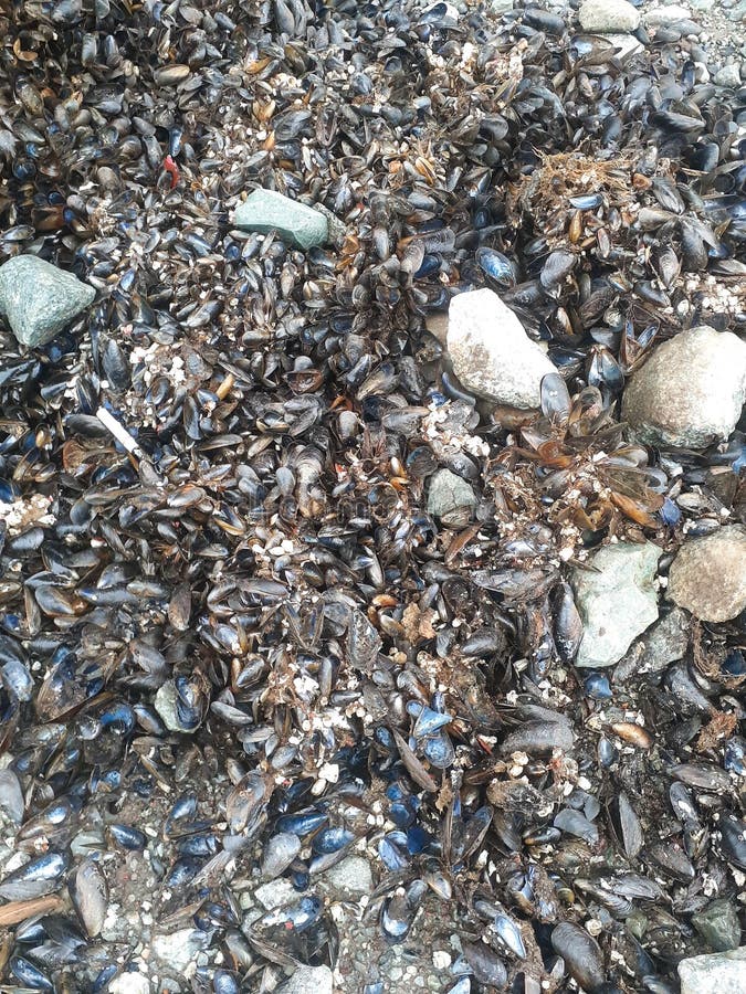 The Coast is Covered with Shells Stock Photo - Image of covered, rock ...