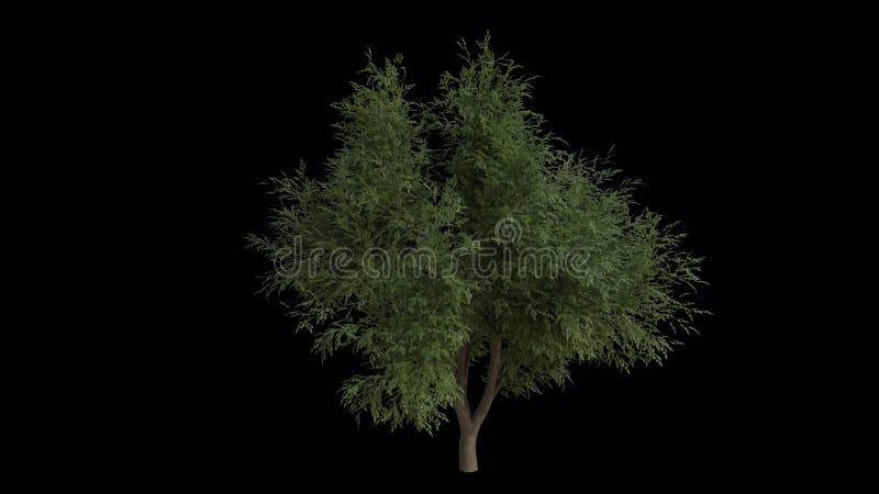 Coast Live Oak Tree Blowing in the Wind. Wind Blows the Tree. Alpha ...