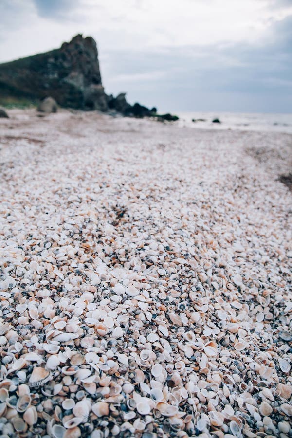 A coast with many shells stock image. Image of background - 172349979