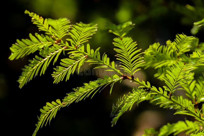 Coast Redwood Needles in the Sun Stock Image - Image of blue, evergreen ...