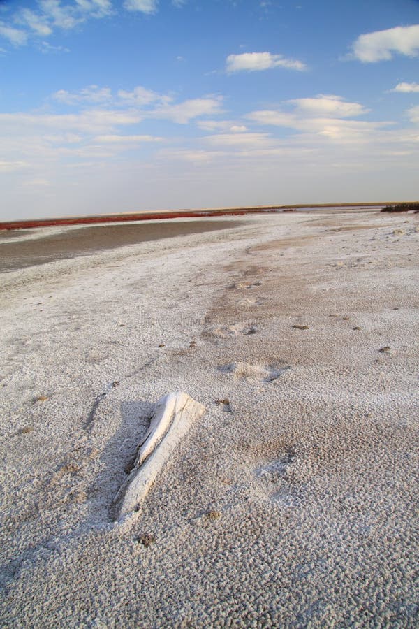 Coast Salt Lake. Salty Sand Stock Photo - Image of death, salt: 11493150