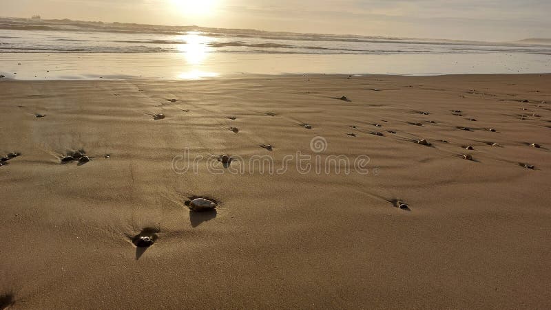 Coast and Sunset with Frog View Stock Photo - Image of shore, sunlight ...