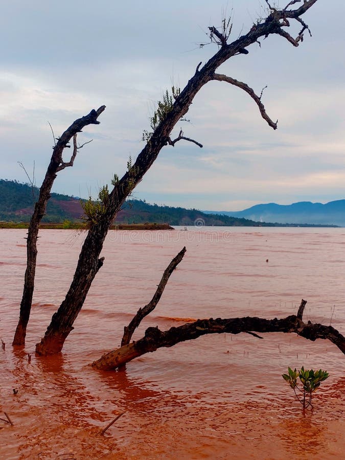Coastal Beaches with Murky Water and Rotting Tree Trunks Stock Image ...