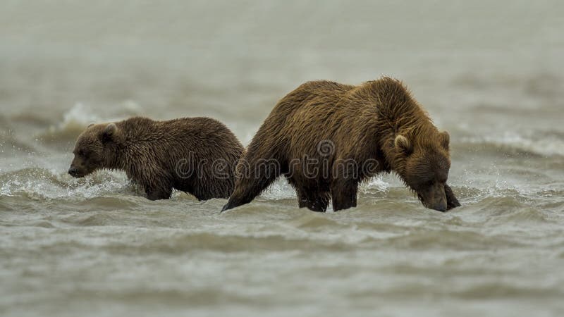 Coastal Brown Bear Sow and Cub Stock Image - Image of united, wildlife ... Coastal Brown Bear Sow and Cub Stock Image - Image of united, wildlife ...