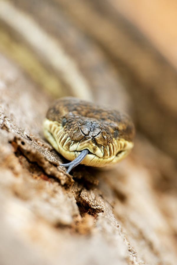 Coastal Carpet Python stock photo. Image of reptile - 167375812