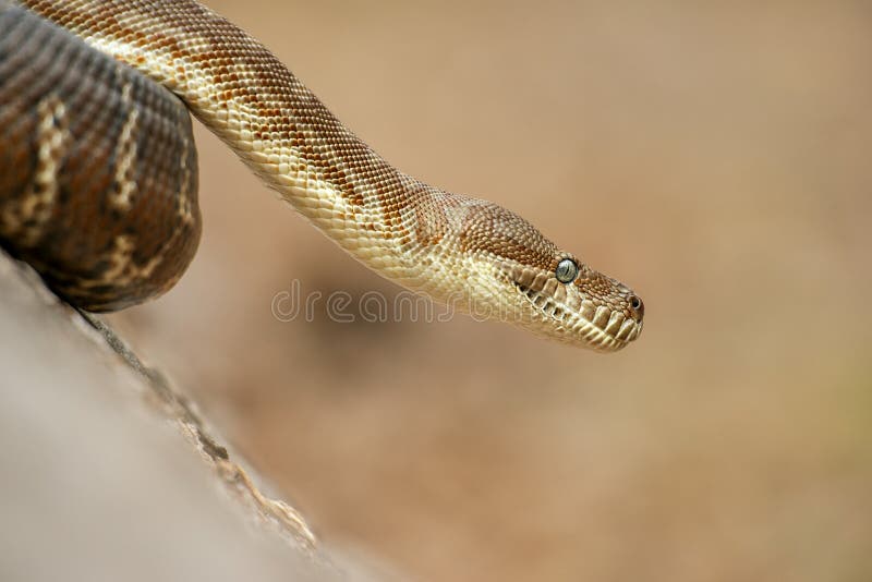 Coastal Carpet Python stock photo. Image of australian - 167375918