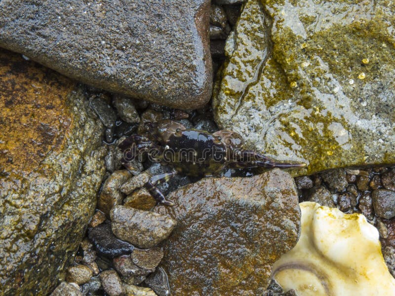 Coastal Crab Hiding among the Rocks Stock Photo - Image of nature, gray ...